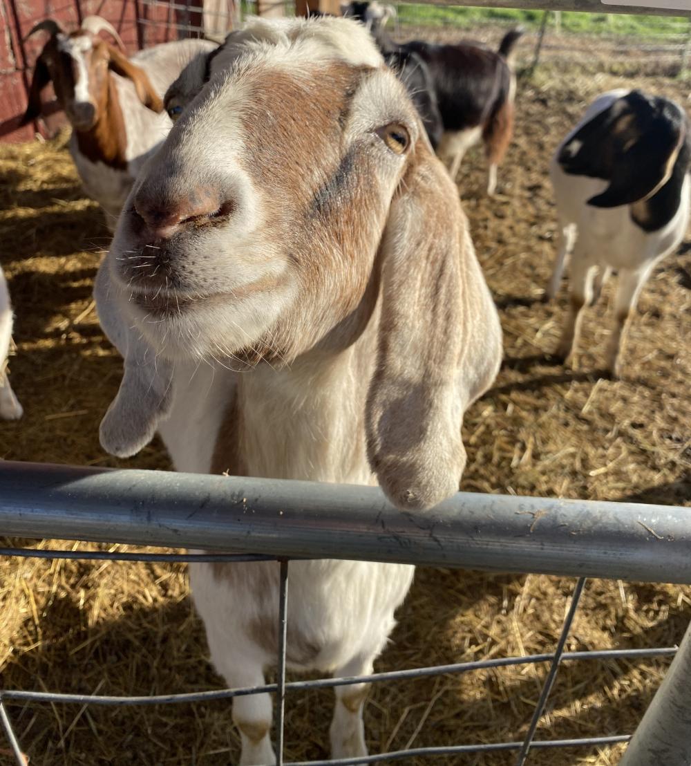 Goat Block Print Postcards | City of Port Townsend Washington